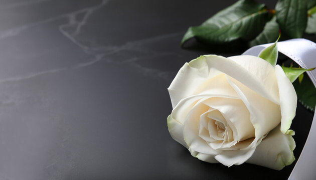 Single White Rose Black Background