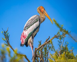 20+ Free Stork Images & Pictures - Pikwizard