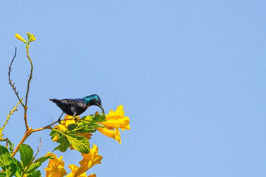 "Palestine Sunbird" Images – Browse 333 Stock Photos, Vectors, and ...