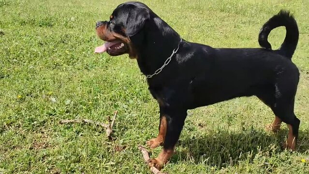 Roter Rottweiler Rotres | TikTok