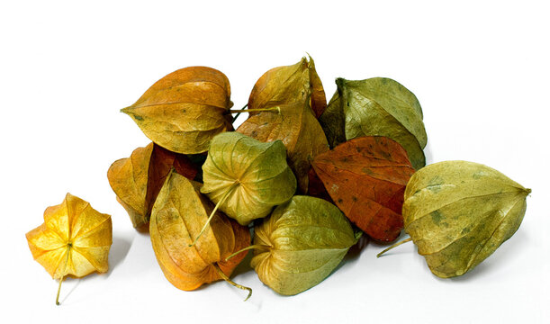 Judenkirsche Bilder – Durchsuchen 43,635 Archivfotos, Vektorgrafiken ...