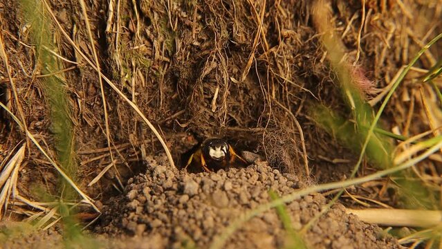 "Bee Wolf" Images – Browse 349 Stock Photos, Vectors, and Video | Adobe ...