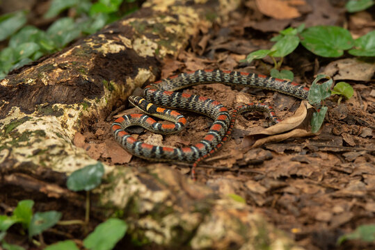 Twin Barred Tree Snake