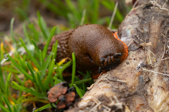 "Red Slug" Images – Browse 1,088 Stock Photos, Vectors, and Video ...