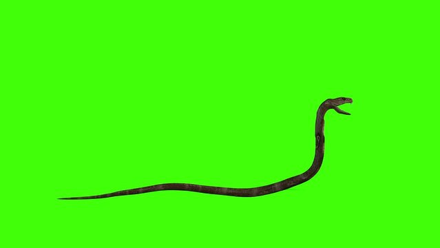 Snake Side View Images – Browse 2,476 Stock Photos, Vectors, and Video ...
