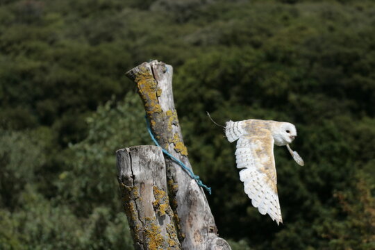 "En Vol" Images – Browse 4,141 Stock Photos, Vectors, and Video | Adobe ...