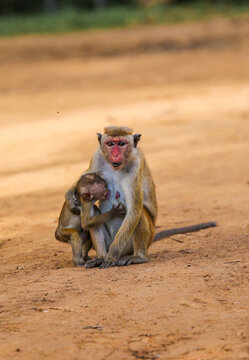 Rilawa Images – Browse 112 Stock Photos, Vectors, and Video | Adobe Stock