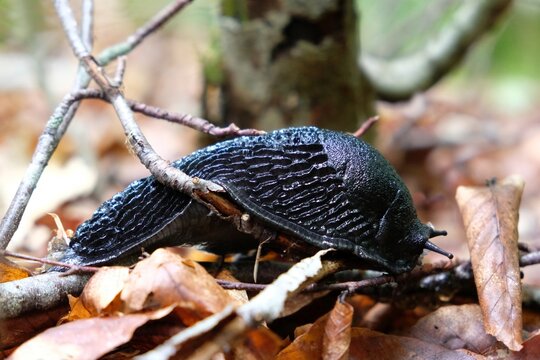 Large Black Slug Large Black Slug