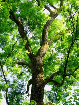 Eschenbaum-Bilder: Stock-Fotos & -Videos. | Adobe Stock