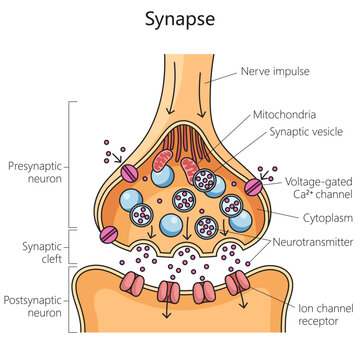 Neuron Synaptic Cleft
