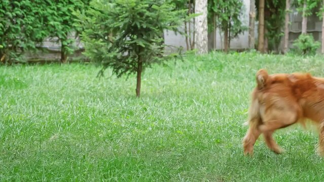 Untrained Images – Browse 568 Stock Photos, Vectors, and Video | Adobe ...