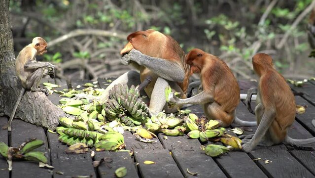 Proboscis Images – Browse 153,973 Stock Photos, Vectors, and Video ...