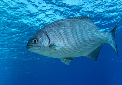 Saltwater Chub Fish