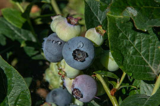 「Underripe」の写真素材 | 432件の無料イラスト画像 | Adobe Stock