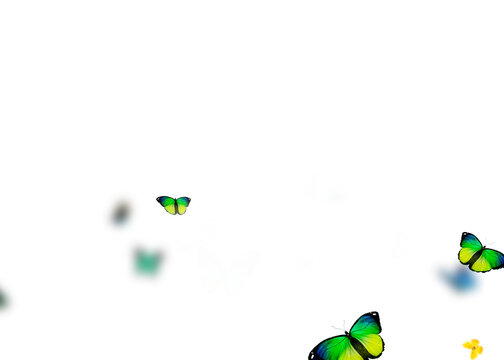 Animated Flying Butterfly