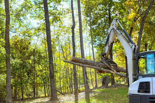 "Destroyed Forest" Bilder – Durchsuchen 890 Archivfotos, Vektorgrafiken ...