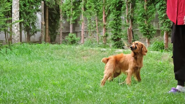 Untrained Images – Browse 568 Stock Photos, Vectors, and Video | Adobe ...