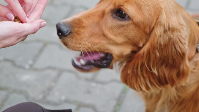 Happy Dog Eating Images – Browse 52,604 Stock Photos, Vectors, and ...