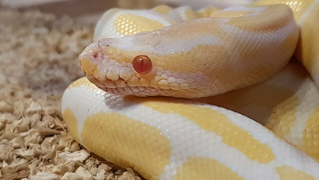 White And Yellow Python