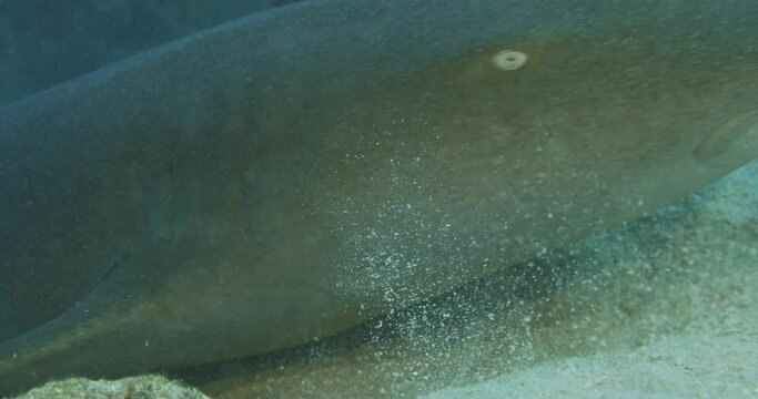 รูปภาพPrusten – เลือกดูภาพถ่ายสต็อก เวกเตอร์ และวิดีโอ650 | Adobe Stock