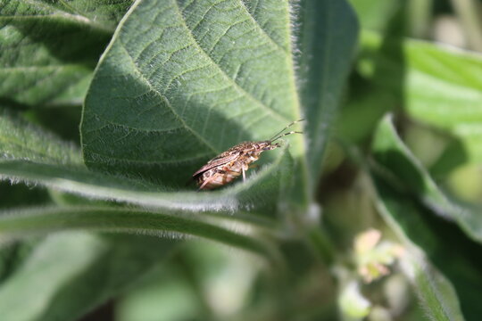 "Pianta " Bilder – Durchsuchen 50,829 Archivfotos, Vektorgrafiken und ...