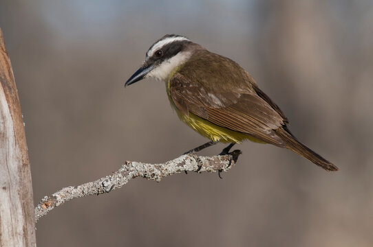 "Pitangus Sulphuratus" Images – Browse 3,027 Stock Photos, Vectors, and ...