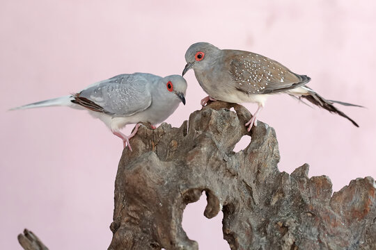 "Diamond Dove" Bilder – Durchsuchen 296 Archivfotos, Vektorgrafiken und ...