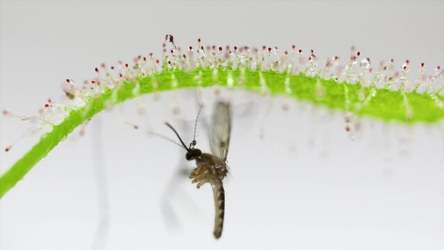 "Dengue Mosquito" Images – Browse 554 Stock Photos, Vectors, and Video ...