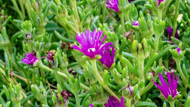 "Lampranthus Spectabilis" Images – Browse 673 Stock Photos, Vectors ...