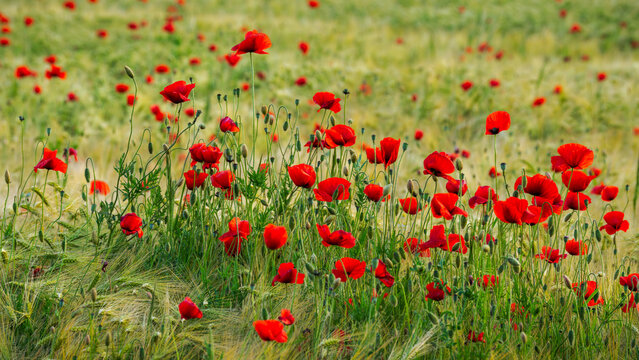 "Remembrance Poppy" Images – Browse 9,343 Stock Photos, Vectors, and ...