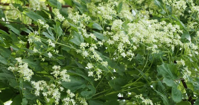 Volubile Images – Browse 215 Stock Photos, Vectors, and Video | Adobe Stock