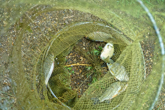 River-Fish Images – Browse 58 Stock Photos, Vectors, and Video | Adobe ...