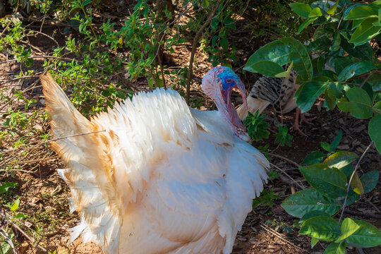 "Male Turkey" Images – Browse 248 Stock Photos, Vectors, and Video ...
