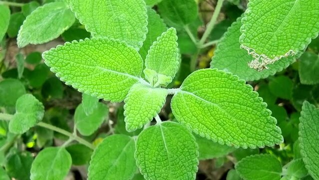 Boldo Images – Browse 498 Stock Photos, Vectors, and Video | Adobe Stock