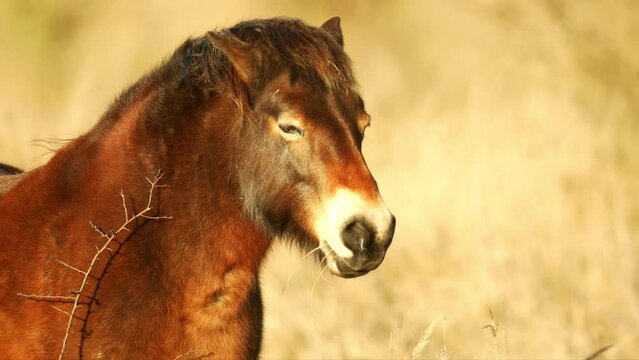 Habitat Video Footage – Browse 183,982 HD Stock Video and Footage ...