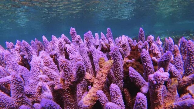 "Finger Coral" Images – Browse 863 Stock Photos, Vectors, and Video ...