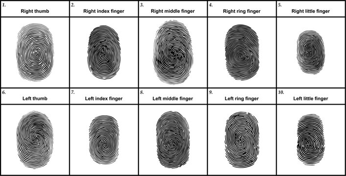 Fingerprint Clipart Images – Browse 3,118 Stock Photos, Vectors, and ...