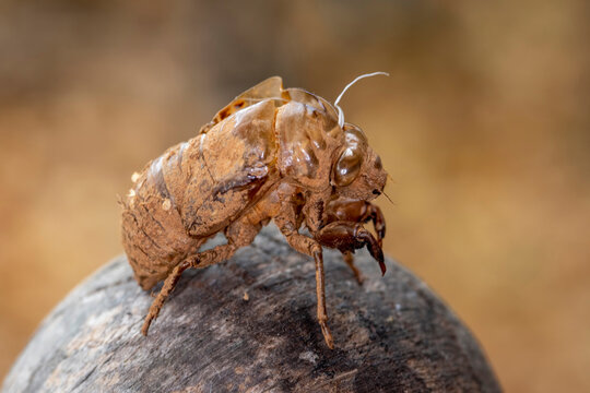 Cicada Shell Images – Browse 3,379 Stock Photos, Vectors, and Video ...