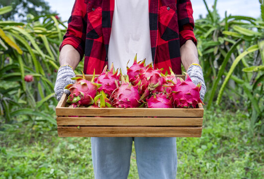 「ドラゴンフルーツ木」の写真素材 | 13,995件の無料イラスト画像 | Adobe Stock