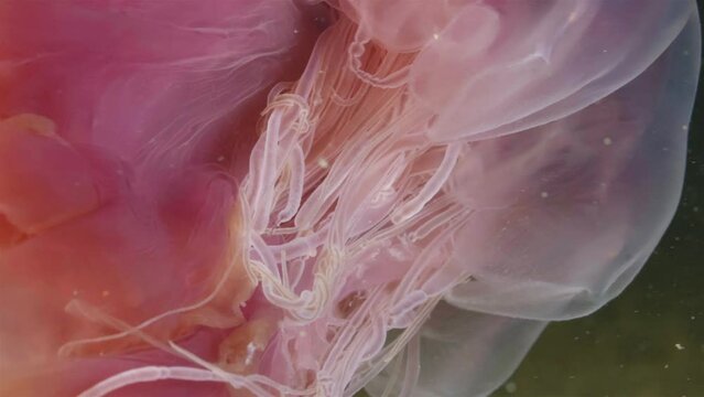 Cnidoblast Images – Browse 1,341 Stock Photos, Vectors, and Video ...