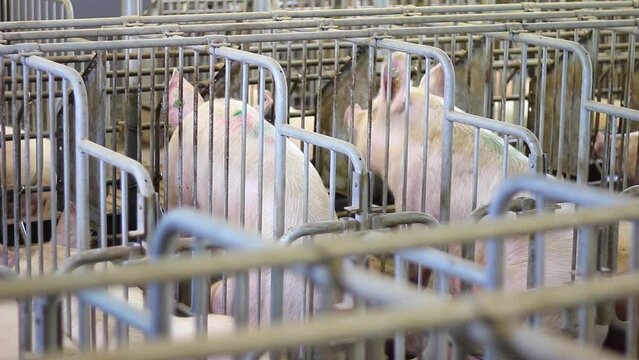 รูปภาพFarrow – เลือกดูภาพถ่ายสต็อก เวกเตอร์ และวิดีโอ5,741 | Adobe Stock