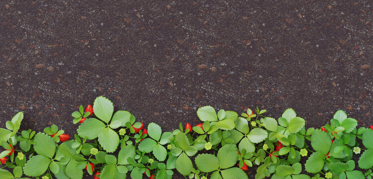 "Nature Border" Images – Browse 2,498 Stock Photos, Vectors, and Video ...