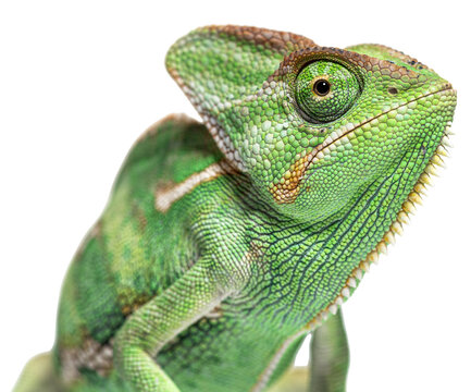 Eric Isselée photos, images, assets | Adobe Stock