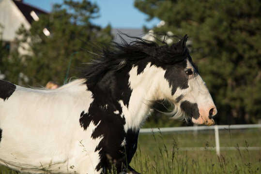 Schnurri Images – Browse 55 Stock Photos, Vectors, and Video | Adobe Stock