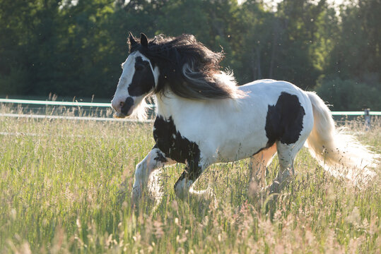 Schnurri Images – Browse 55 Stock Photos, Vectors, and Video | Adobe Stock