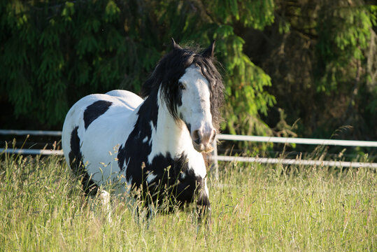 Schnurri Images – Browse 55 Stock Photos, Vectors, and Video | Adobe Stock