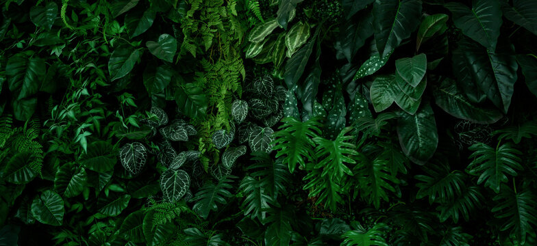 "Dark Green Background" Images – Browse 3,836 Stock Photos, Vectors ...