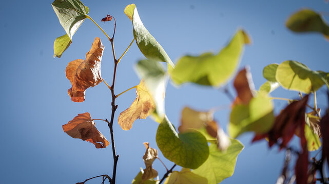 Imagens de Folhas – Explore Fotografias do Stock, Vetores e Vídeos de ...