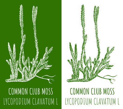Lycopodium Clavatum