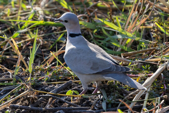 Lachtaube Images – Browse 8 Stock Photos, Vectors, and Video | Adobe Stock